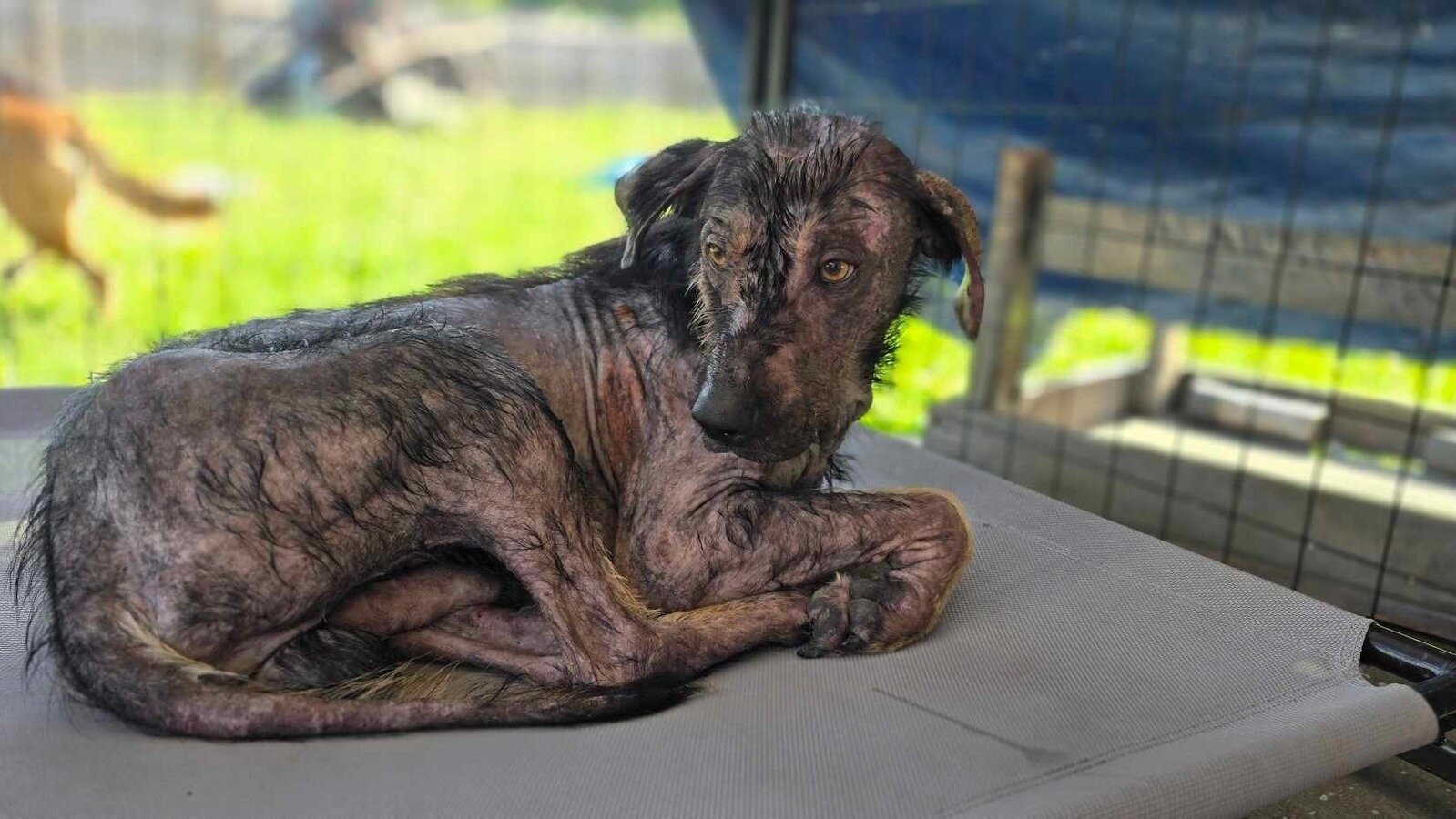 Petition · Enforce Comprehensive Animal Welfare Laws - United States ...