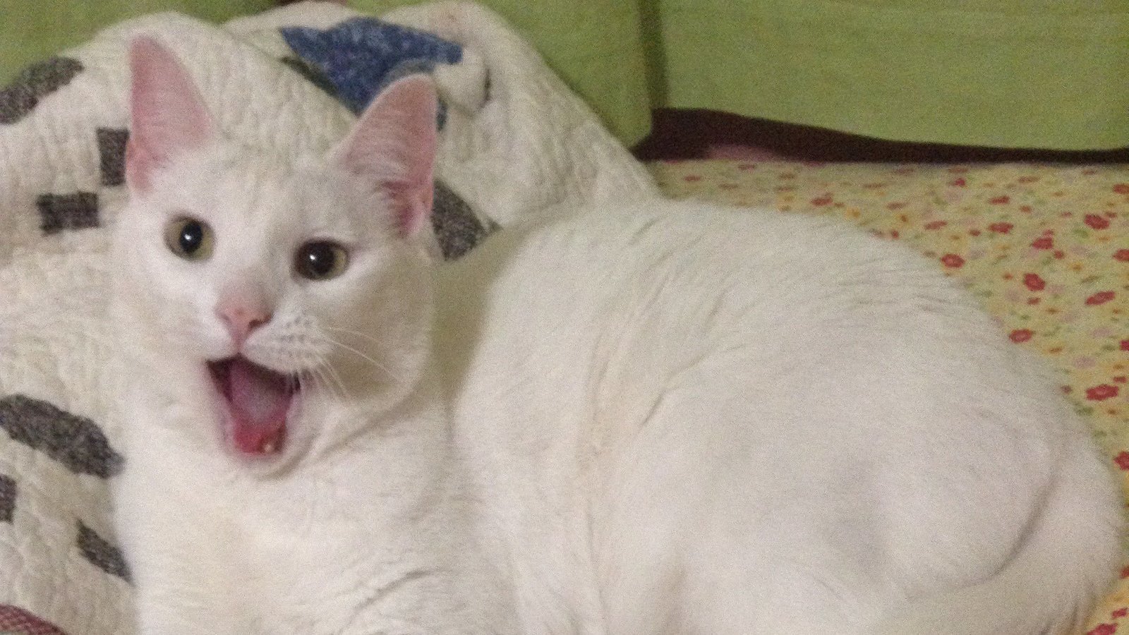 Abaixo-assinado · Make this cat the next pogchamp emoji on Twitch . tv ...