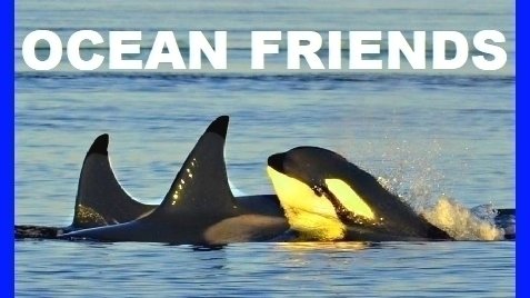 Petition · SAVE ENDANGERED ORCAS NOW! - Canada · Change.org