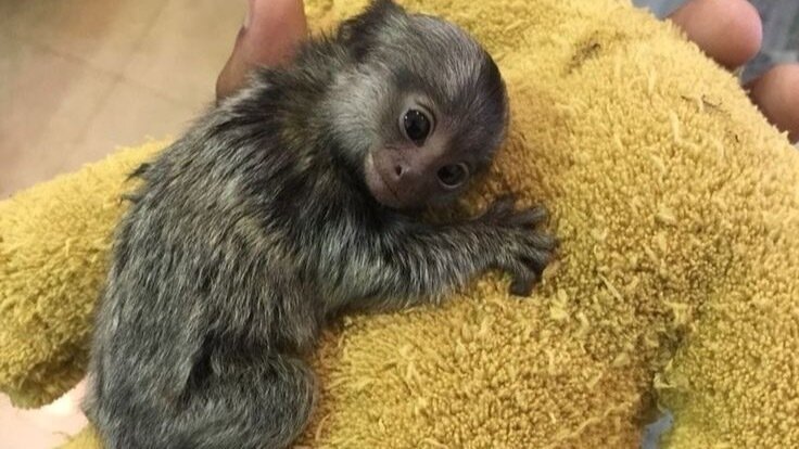 Petition · To convince my parents to get me a finger monkey - United ...