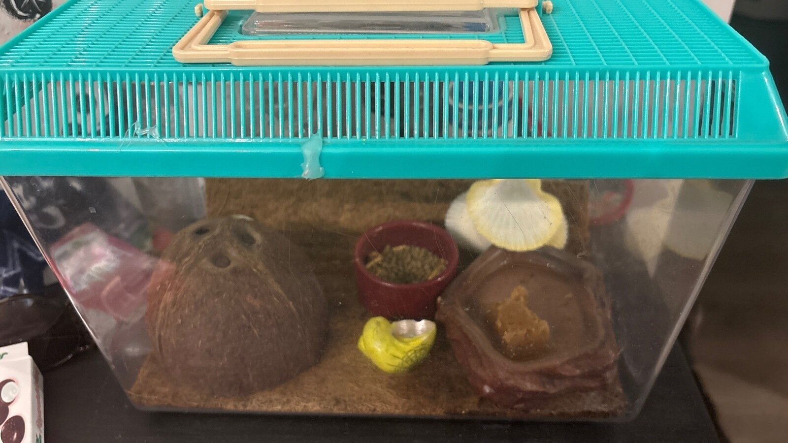 Petition · Improve the Living Conditions for Classroom Hermit Crabs ...