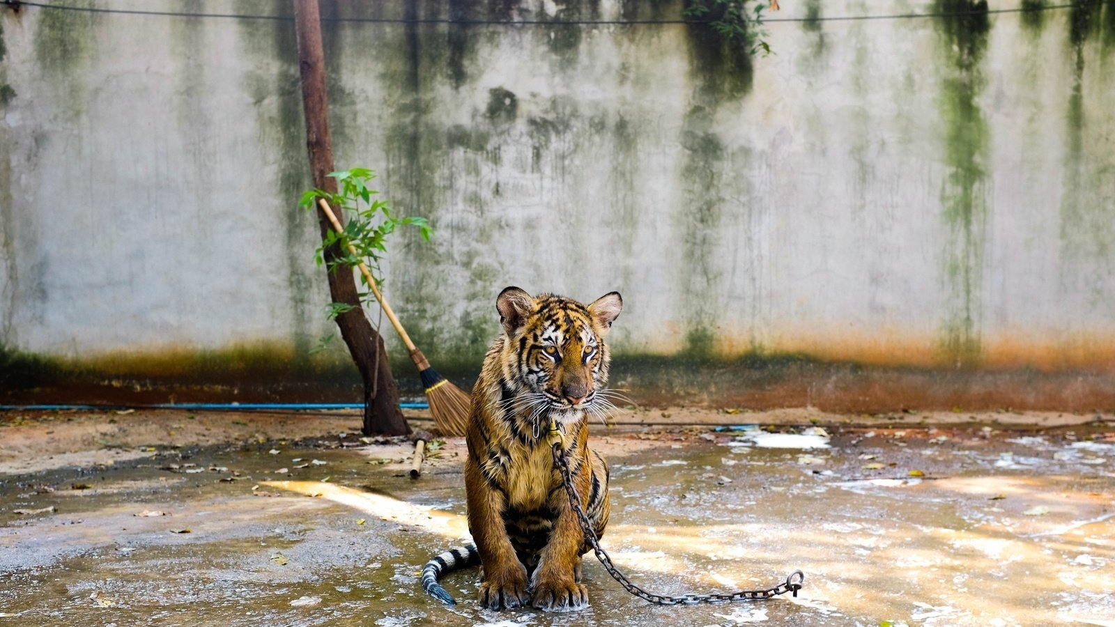 Petition · We want animals that are not common household pets to have a ...