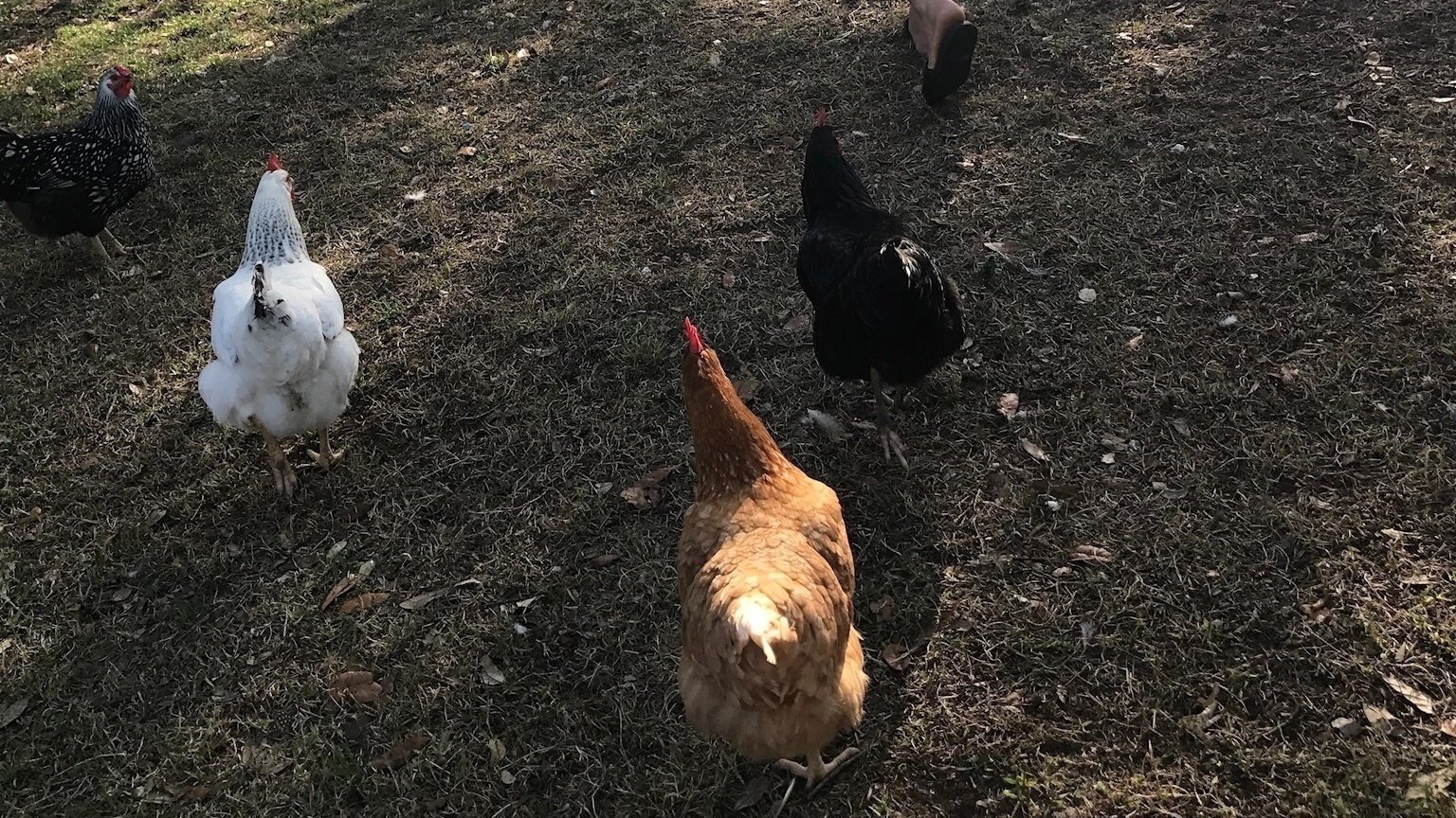 Petition · Save Grams Chickens - United States · Change.org