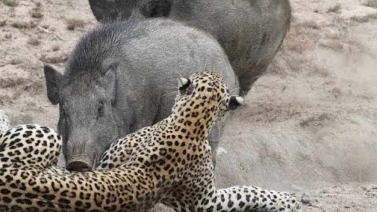 Petition · Extinct Feral Pigs - Australia · Change.org