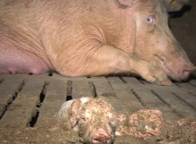 Petition · Stop mistreatment of pigs. Mandate quality control for ...