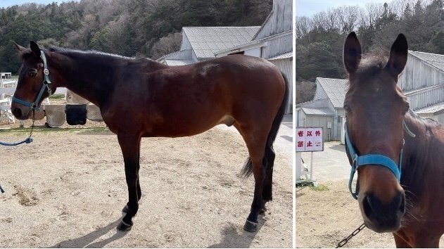 Petition · For UIPM WORLD PENTATHLON TELL US HOW SAINT BOY REALLY IS ...