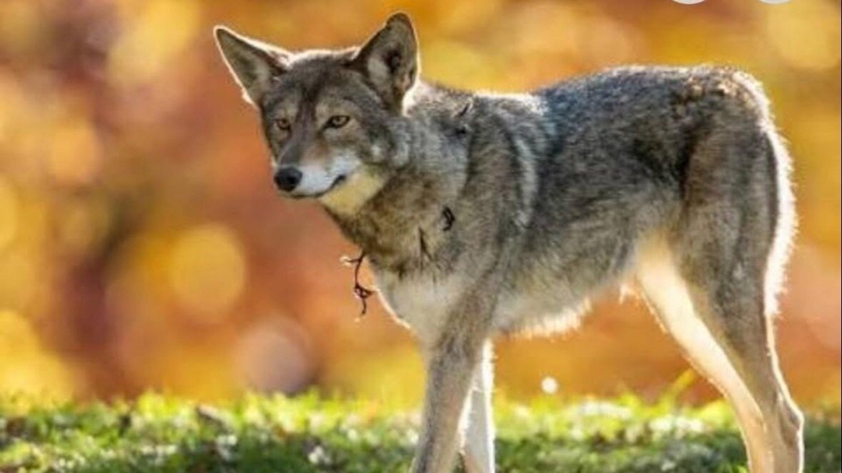 Petition · Require Toronto Wildlife to remove the netting from Bunny ...