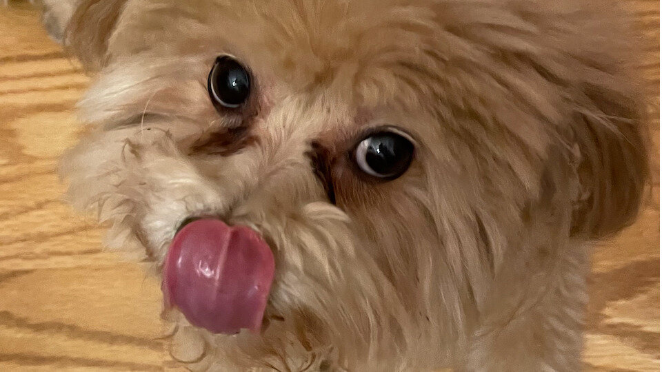 Petition · Mandate Color Coding for Rat and Mouse Poison (Rodenticides ...