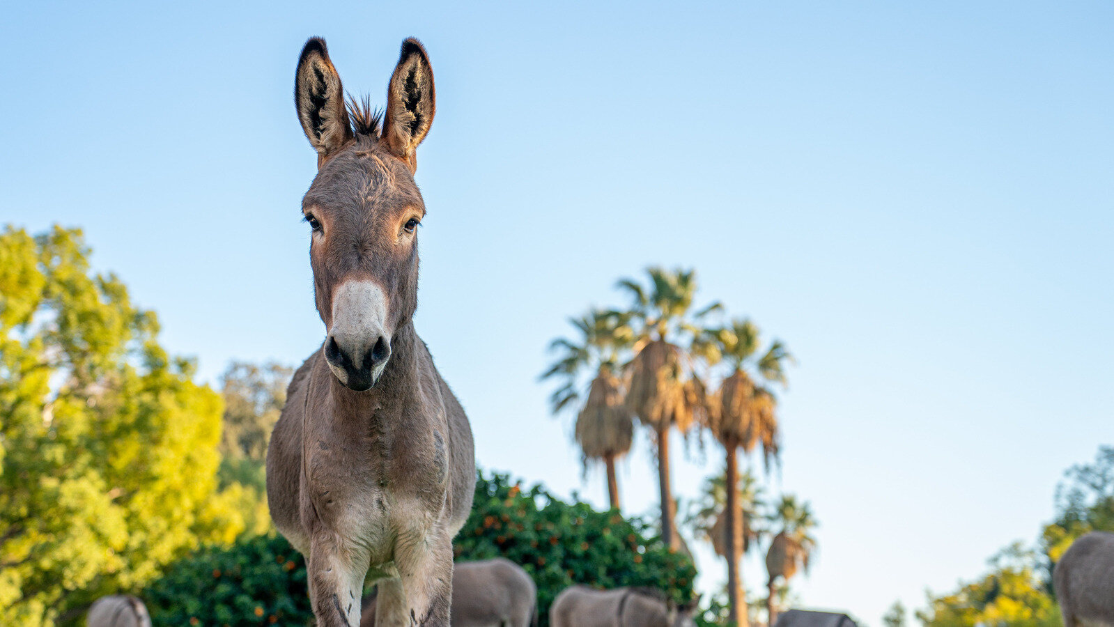 Petition · Change UC Riverside's Mascot To A Burro - Riverside, United ...