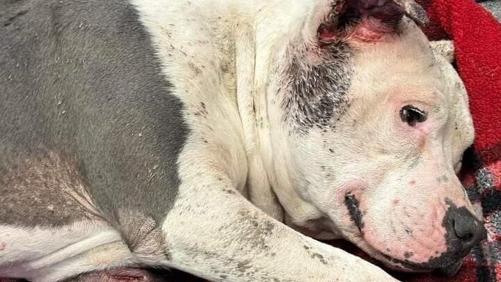 Petition · Mandate Animal Shelters to Collaborate with Nonprofits ...