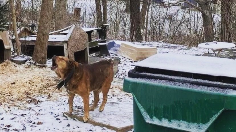 Petition · Save Dog Chained to Tree in Freezing Cold Temperatures ...