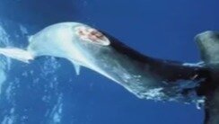 Petition · Ban Shark Finning Globally - Canada · Change.org