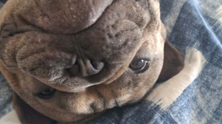 Petition · Get Squish at Christmas Lunch! - Australia · Change.org
