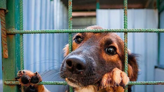 Petición · BASTA DE CRUELDAD! FUERA ENCARGADO DE LA PERRERA DE CELAYA ...