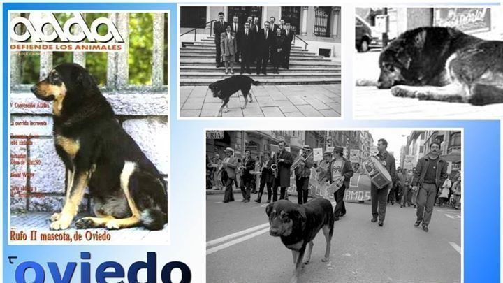 Petición · Que se le dedique una estatua a Rufo, "el perro de Oviedo ...