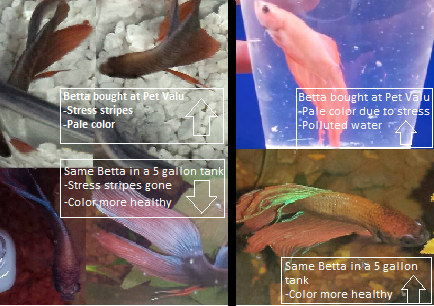 Petition · Help Stop Pet Valu's Betta Fish Abuse - Canada · Change.org
