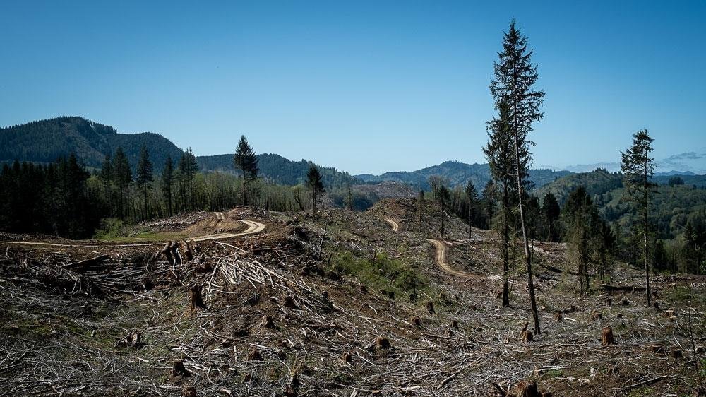 Petition · Stop The Clear Cutting Of Forests - United States · Change.org