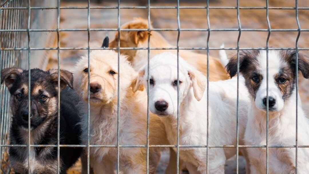Petition · Stop the Euthanization of Homeless Animals in Oklahoma ...