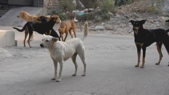 Petition · Stray Dog's must be treated well - Philippines · Change.org