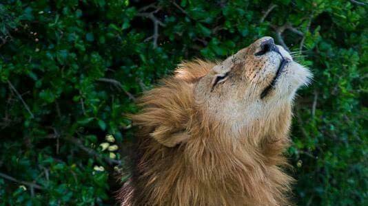 Petition · To shut down hunting safari outfits in South Africa ...