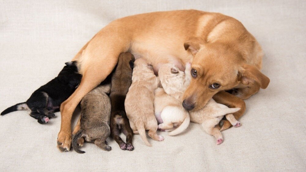 Petition · Halt Animal Cruelty in Jones, Isabela, Philippines ...