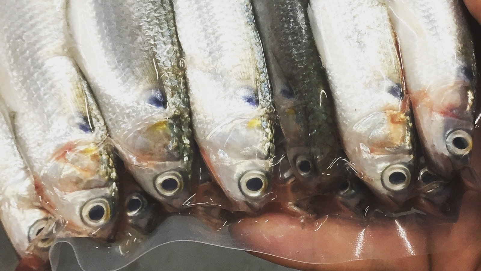 Petition · Stop Bionic Bait from lying their way into the destruction ...