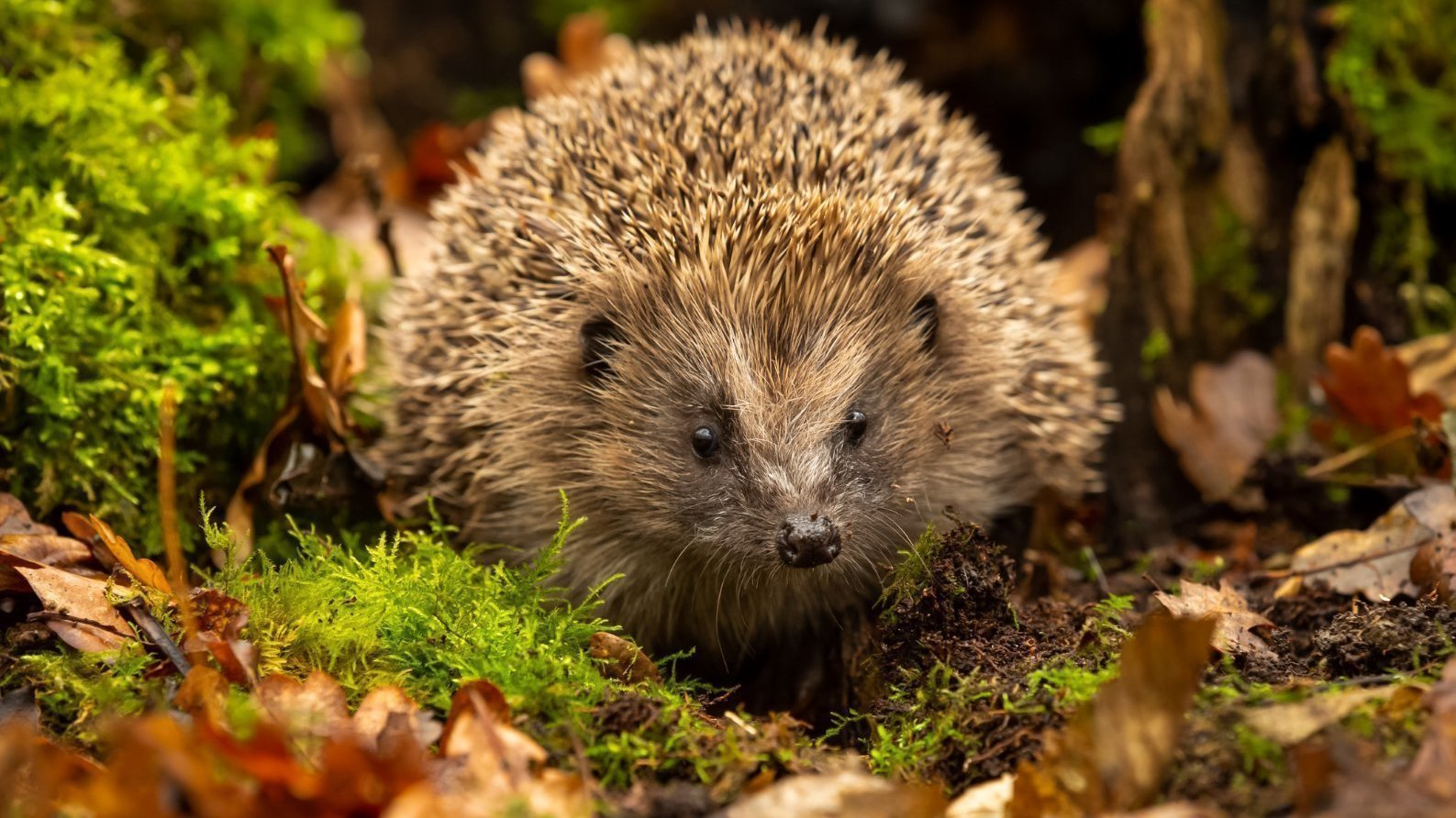 Petition · Kent County Council - Check before strimming to protect ...