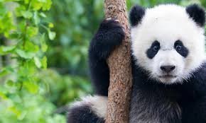 Petition · Help the dying Giant Pandas!! - Australia · Change.org