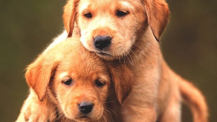 Petition · Stop Eating Dogs! - Philippines · Change.org