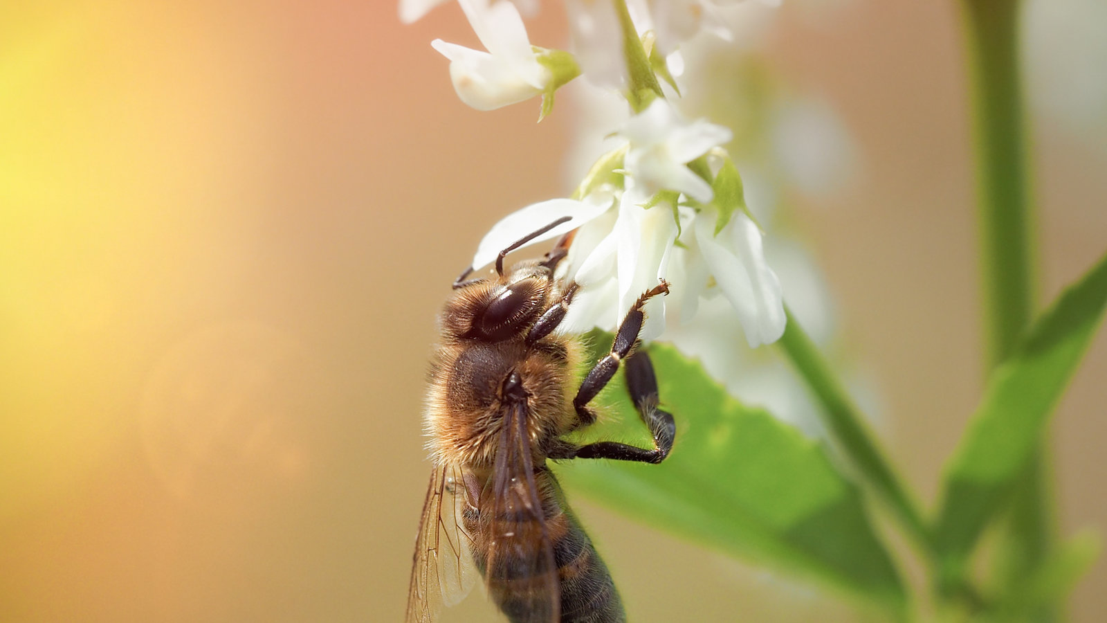 Petition · Save Manhattan Beach bees by banning pesticides and ...