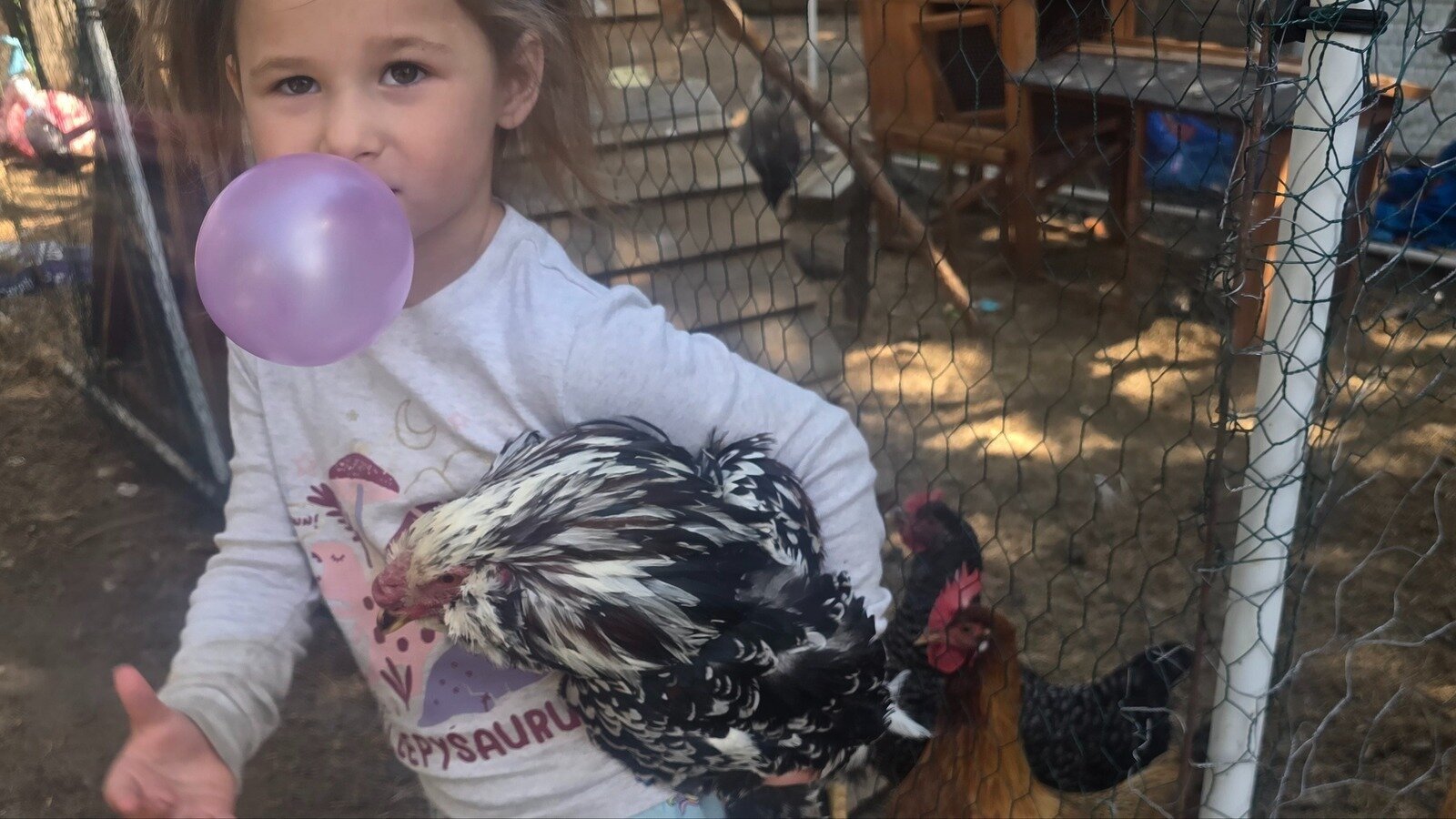 Petition · Reword ordinance to allow certain rooster breeds for ...