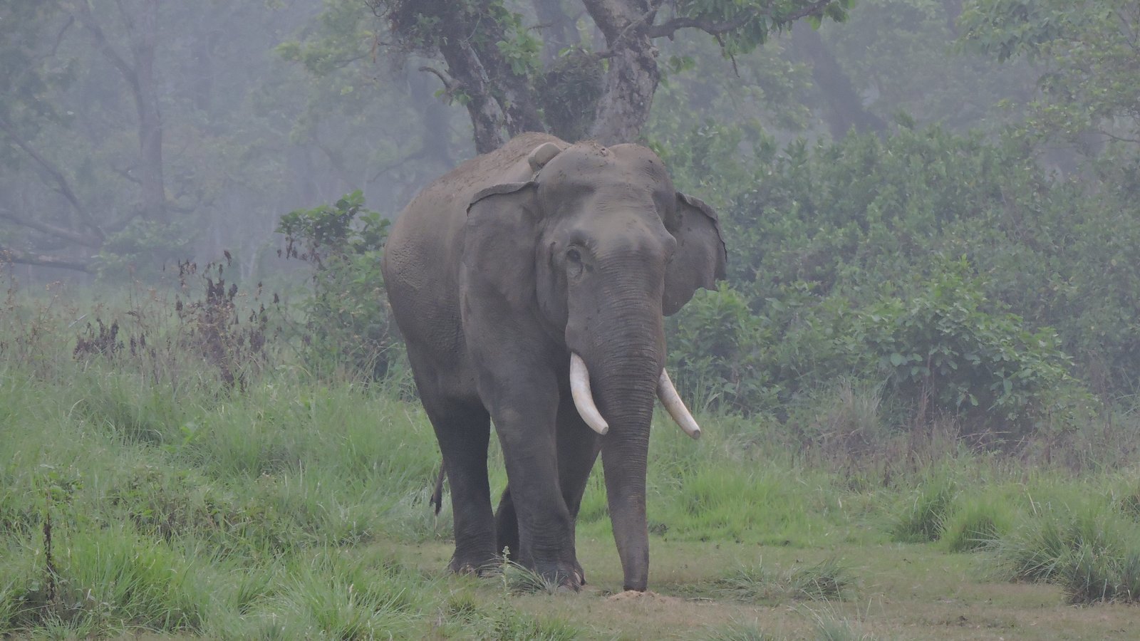 Petition · Adopt an Animal-Friendly Approach to Reduce Human-Elephant ...