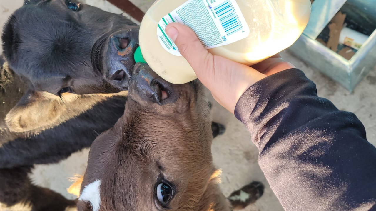 Petition · Devuelvan los dos terneros al refugio de Daiana antes de que ...