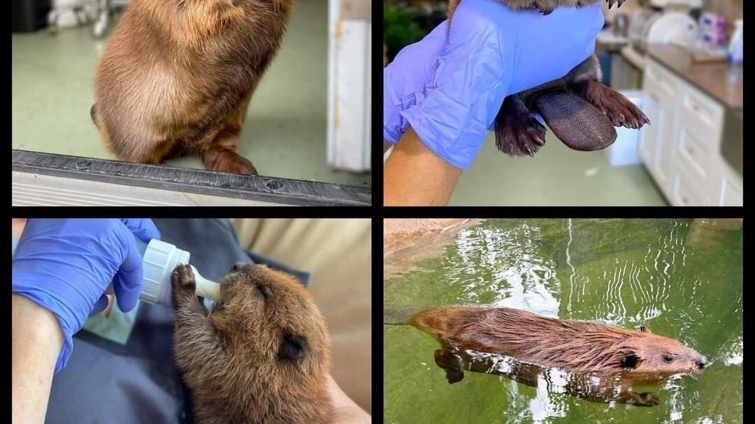 Petition · Protect Nibi the Beaver from Unnecessary Removal from ...