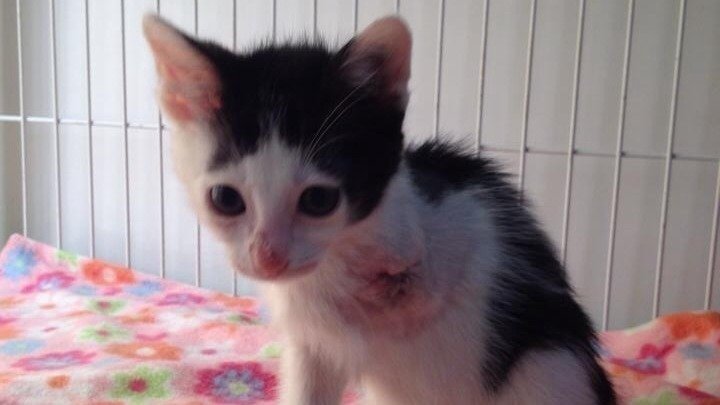 Petition · Support organizations who address the needs and welfare of ...