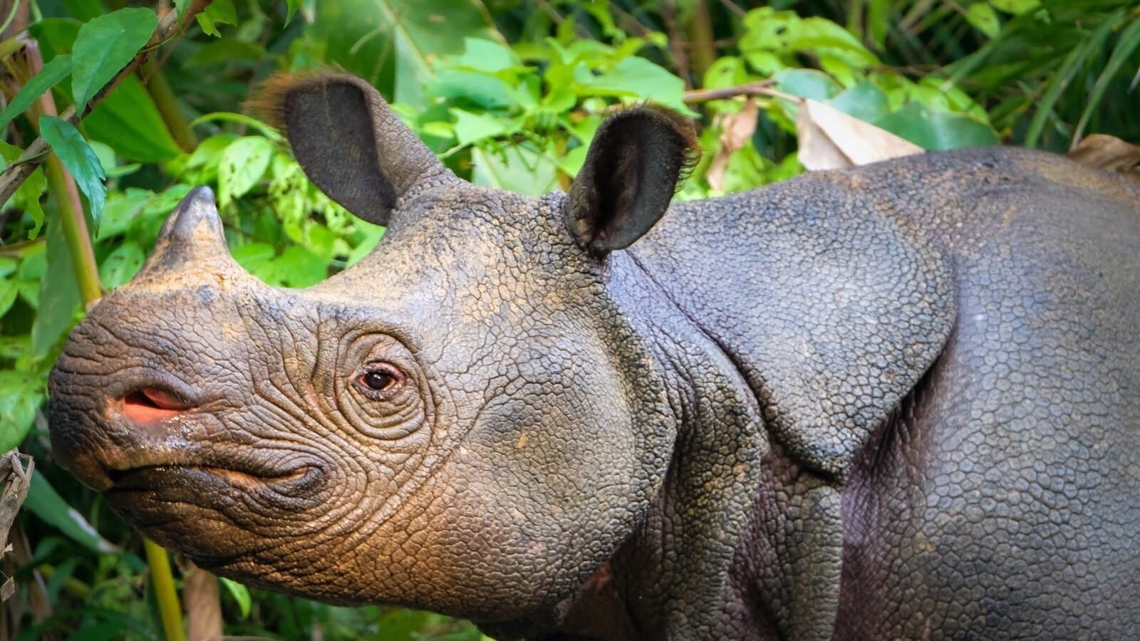 Petition · Safeguard the Endangered Javan Rhinos from Extinction ...