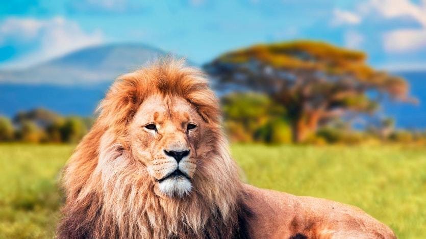 Petition · Animal Rights Movement - Australia · Change.org