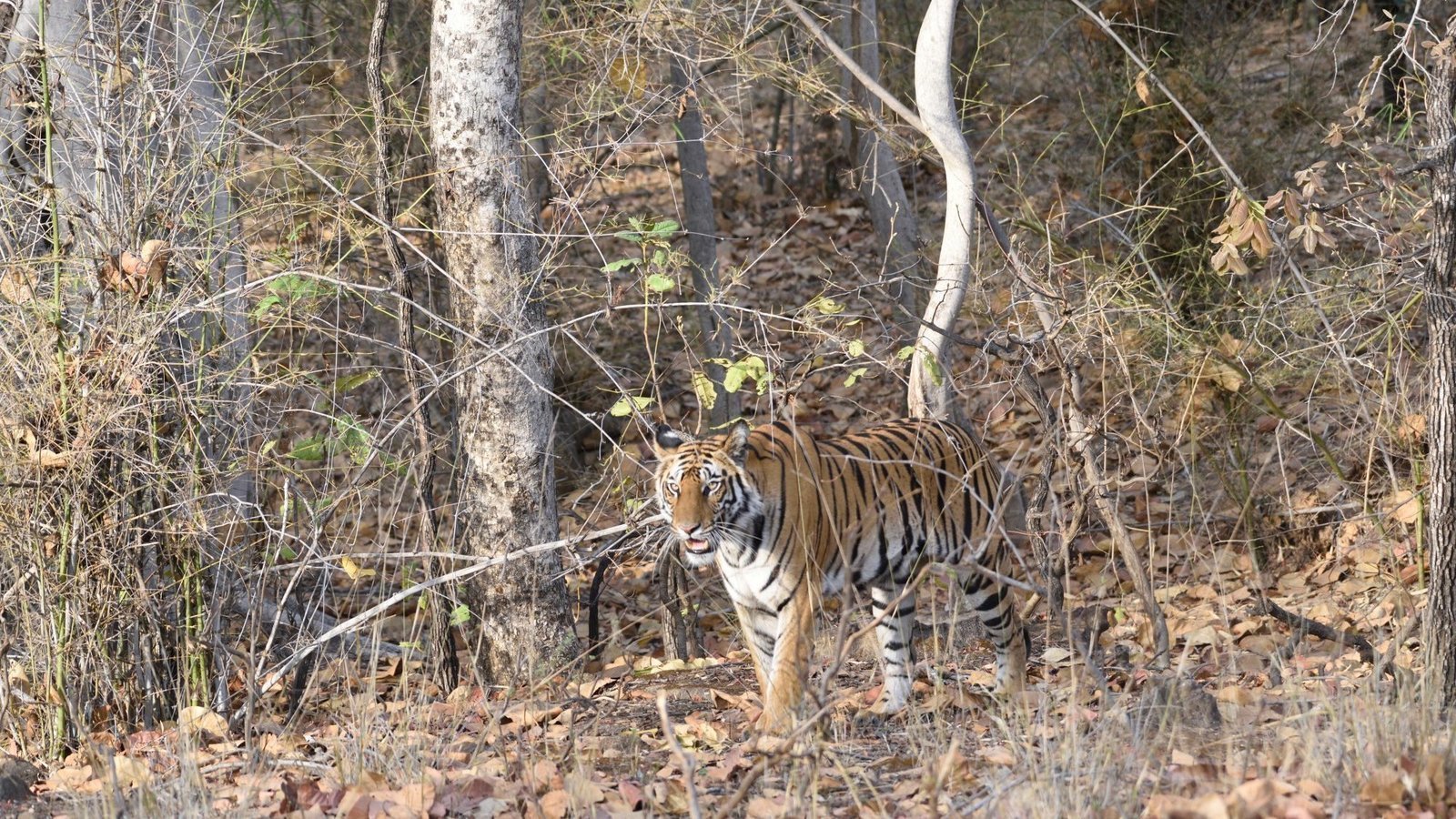 Petition · LET'S STOP THIS TIGER SHOW - India · Change.org
