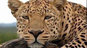 Petition · save the Leopards! - United States · Change.org