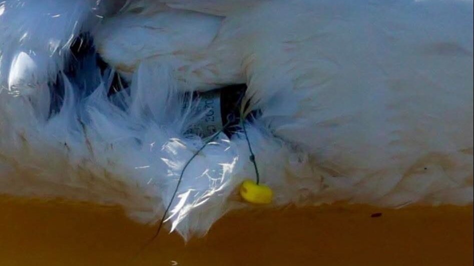 Petition · Wildlife Protection at Valley Inn and Cherry Hill ...