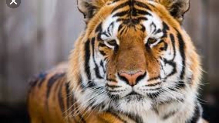 Petition · They should let us own tigers - United States · Change.org