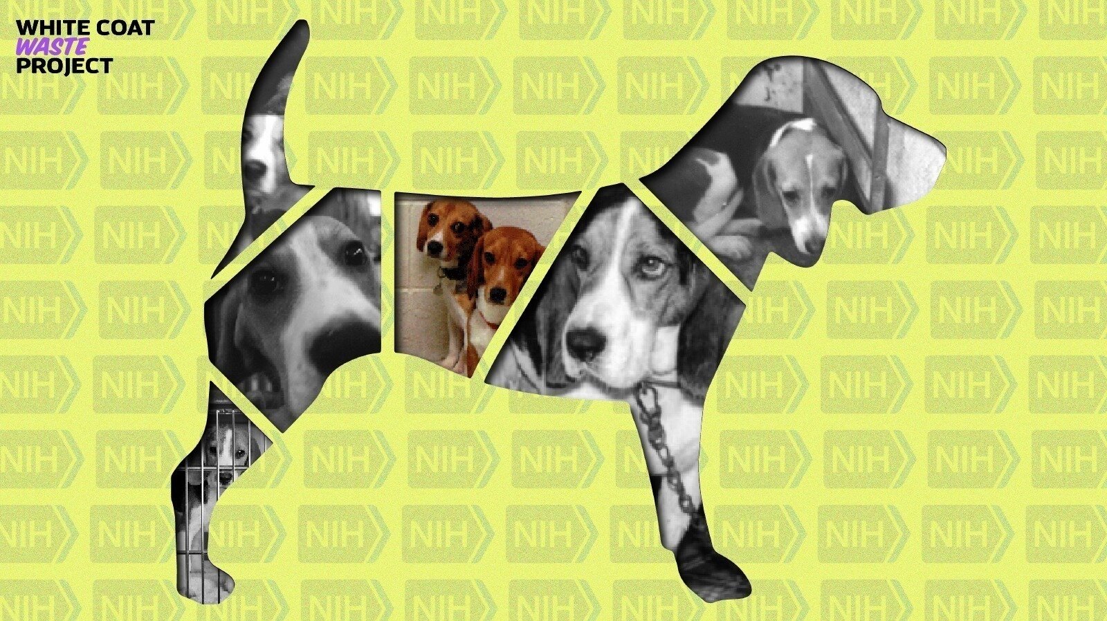 Petition update · WCW cut NIH dog testing by 95%. You can finish the ...