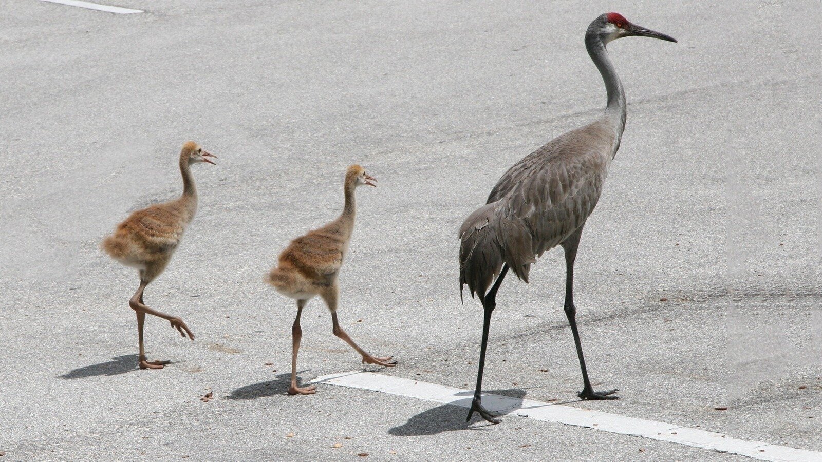 Petition · Install Motorist Warning Signs to Protect Florida Sandhill ...