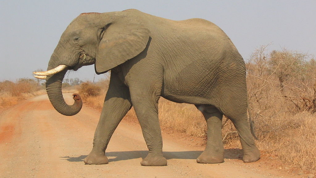 Petition · Open access to elephant population, poaching, and ivory ...