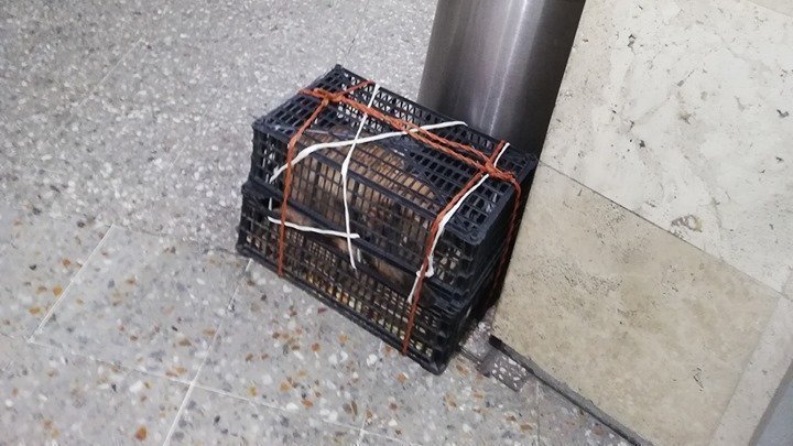 Petición · Líneas de Autobuses foráneos deben contar con servicio de ...