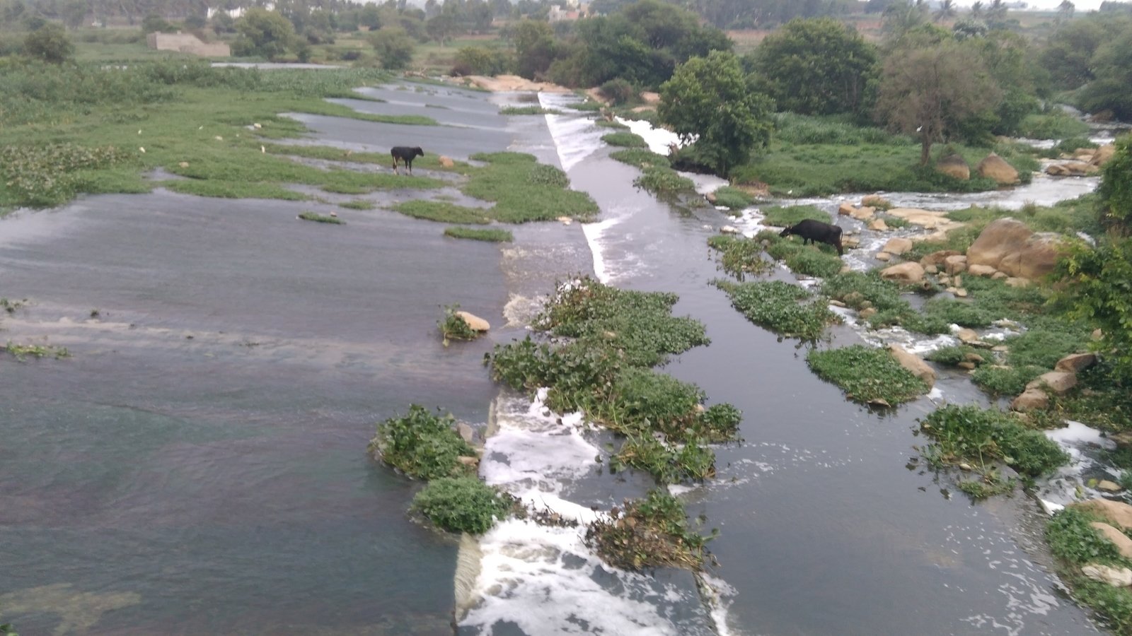 Petition · Stop Untreated Water Released from Bangalore, Varthur Lake ...