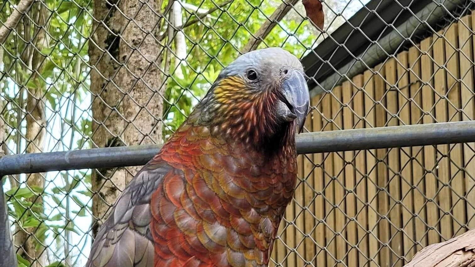 Petition · RETURN Charlie Girl Kākā, NZ Forest Parrot. Let her stay in ...