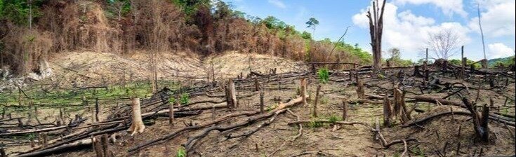 Petition · Halt Deforestation to Protect Our Mother Earth - Titay ...