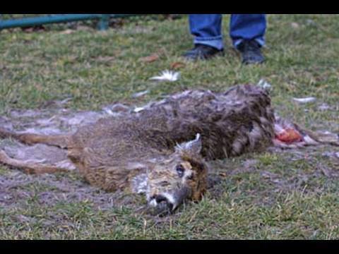 Petition · STOP CLEVELAND METROPARKS ANNUAL DEER SLAUGHTER · Change.org