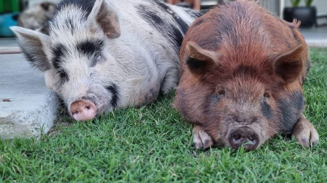 Petition · Rosie and Harry our pet pigs - Australia · Change.org